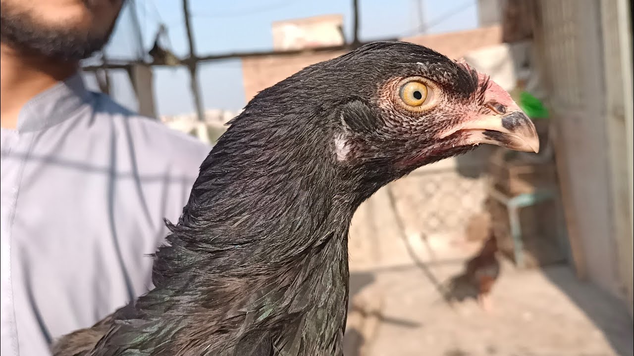 Aseel Birds Cages construction(Rooftop Aseel Farming) - YouTube