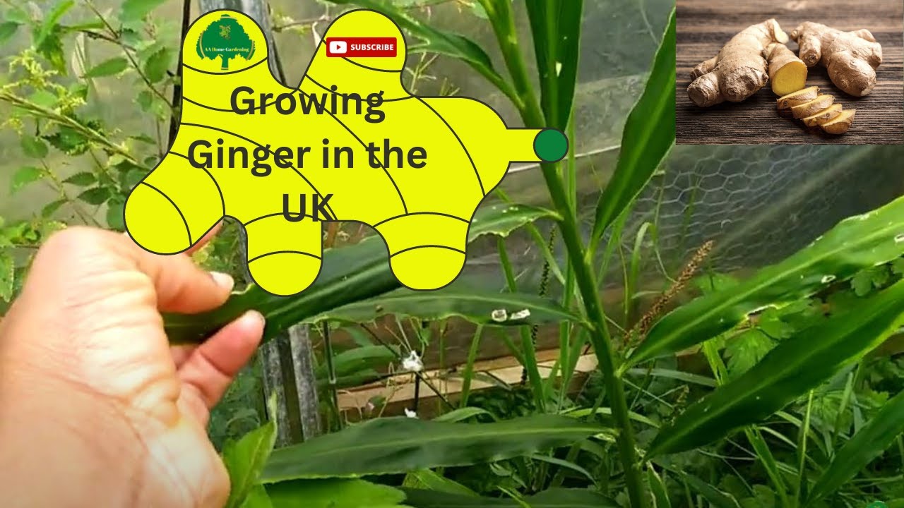 Growing Ginger in the UK - YouTube