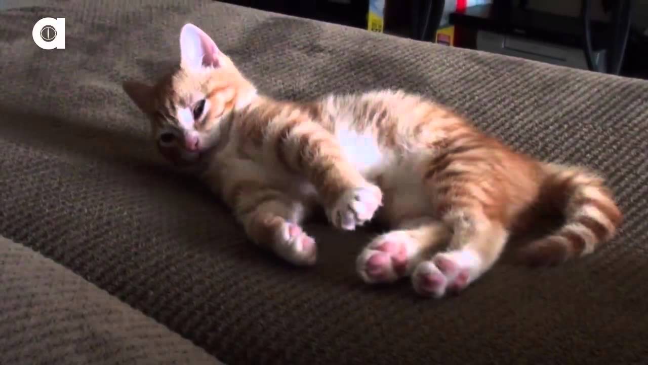 cat sound effects - YouTube