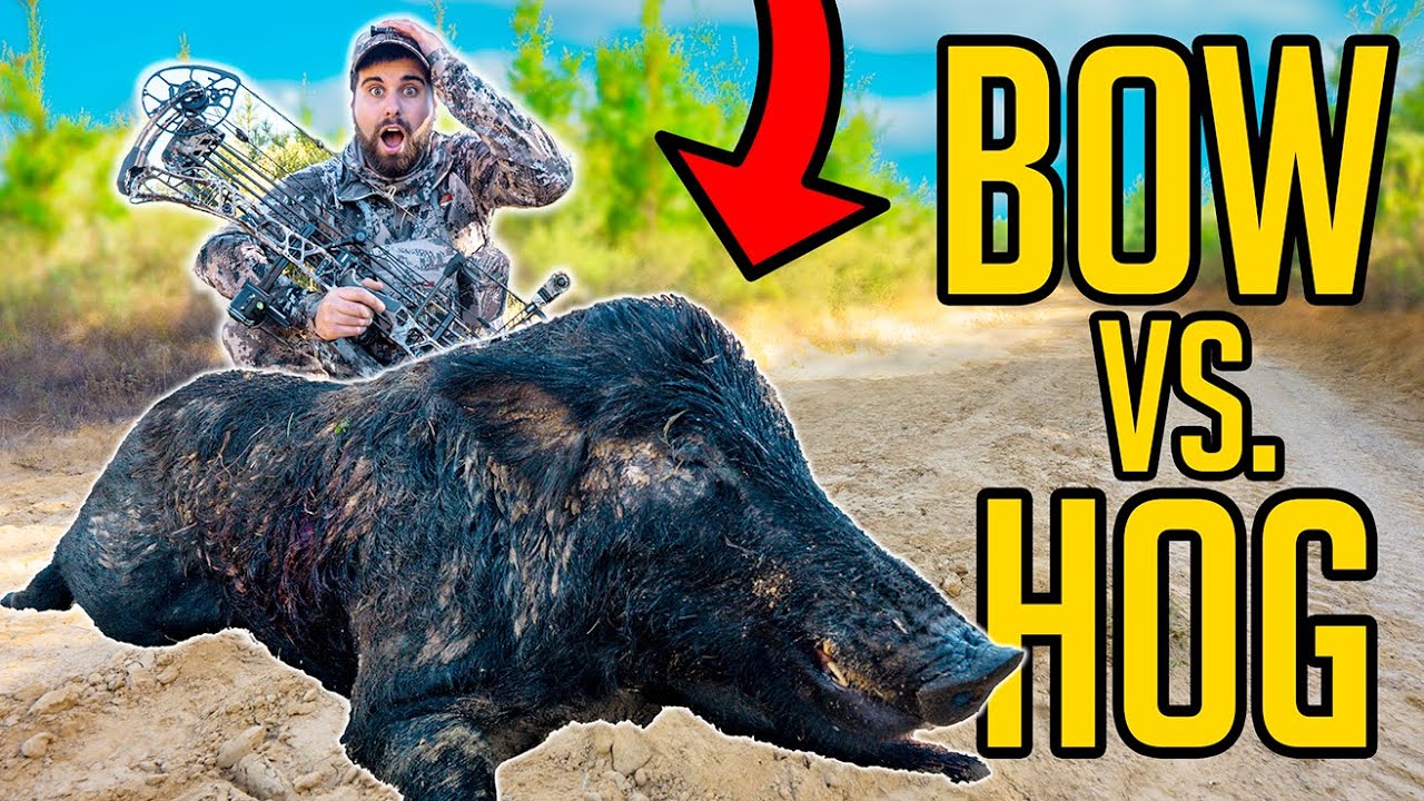 Giant LOUISIANA PIG at 10 YARDS! *BUSBICE RANCH* - YouTube