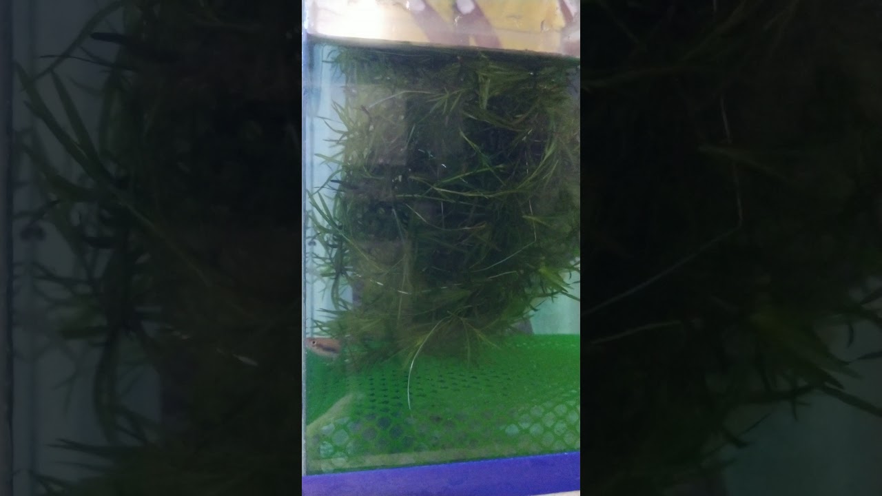easy breeding white cloud minnows - YouTube