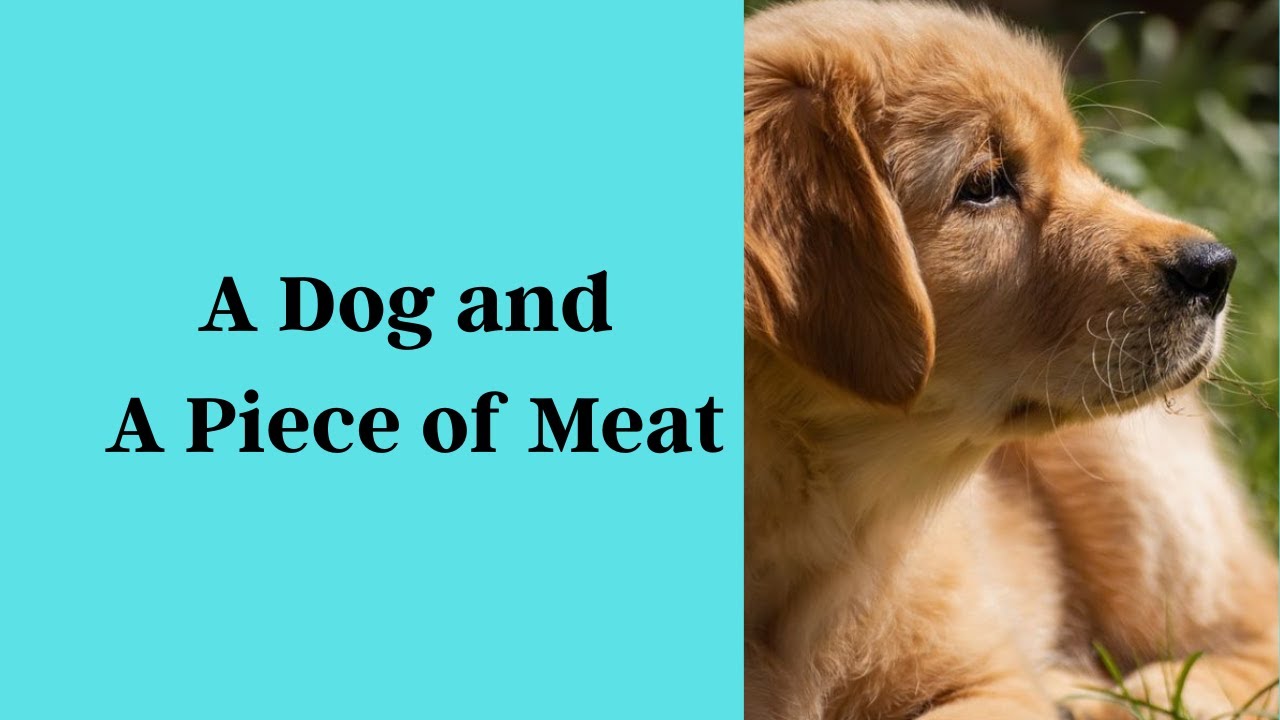 A Dog and A Piece of Meat | A Greedy Dog | Story for Students - YouTube