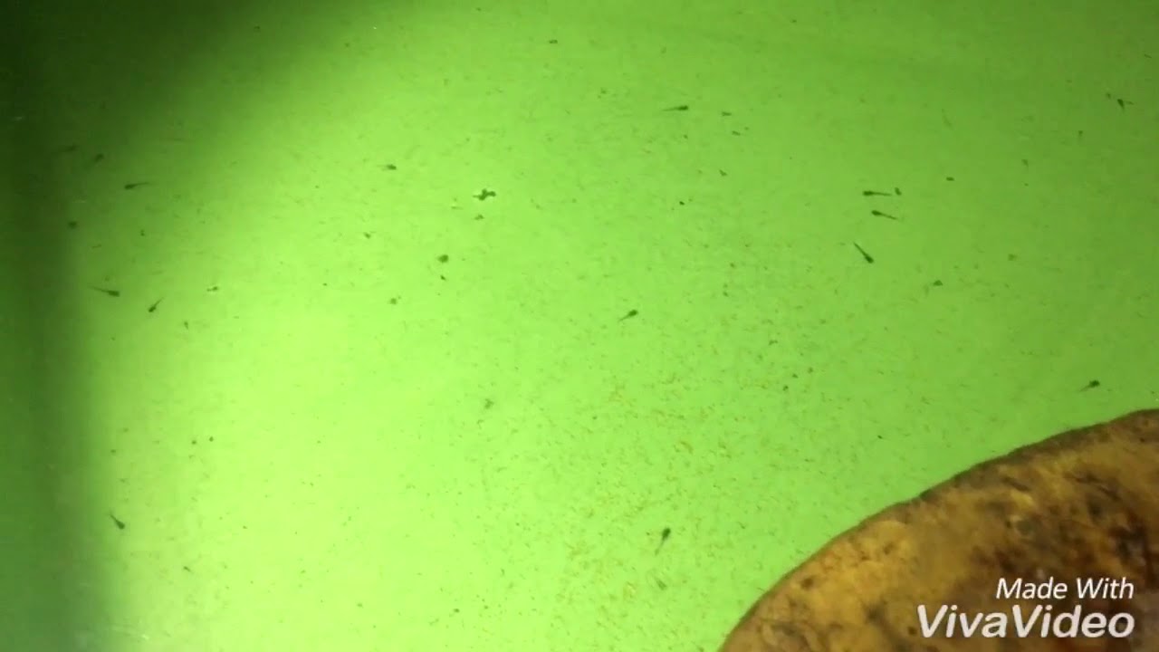 Como conseguir INFUSÓRIOS de forma rápida! - YouTube