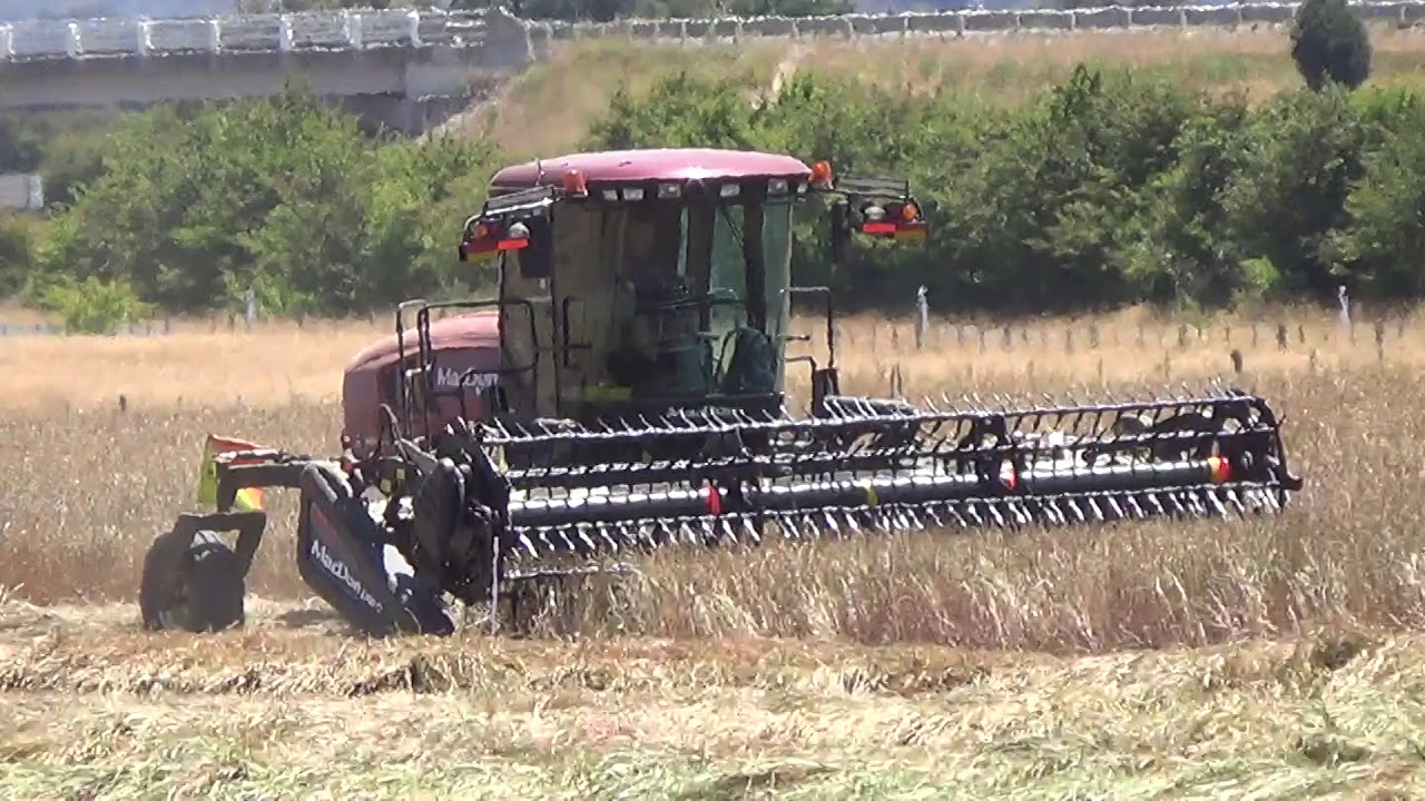 The Grange Grass Seed Windrowing Part 1 - YouTube