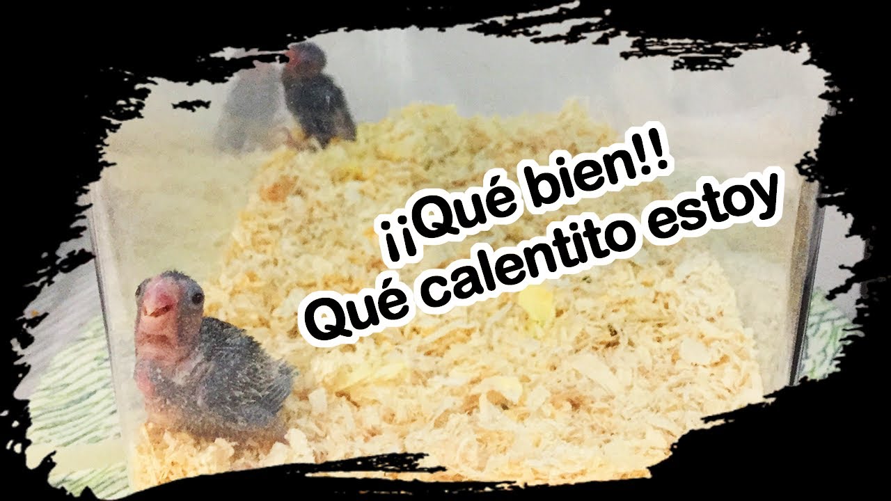 Como hacer un Fauna Box casero para Agapornis papilleros, Forpus u ...