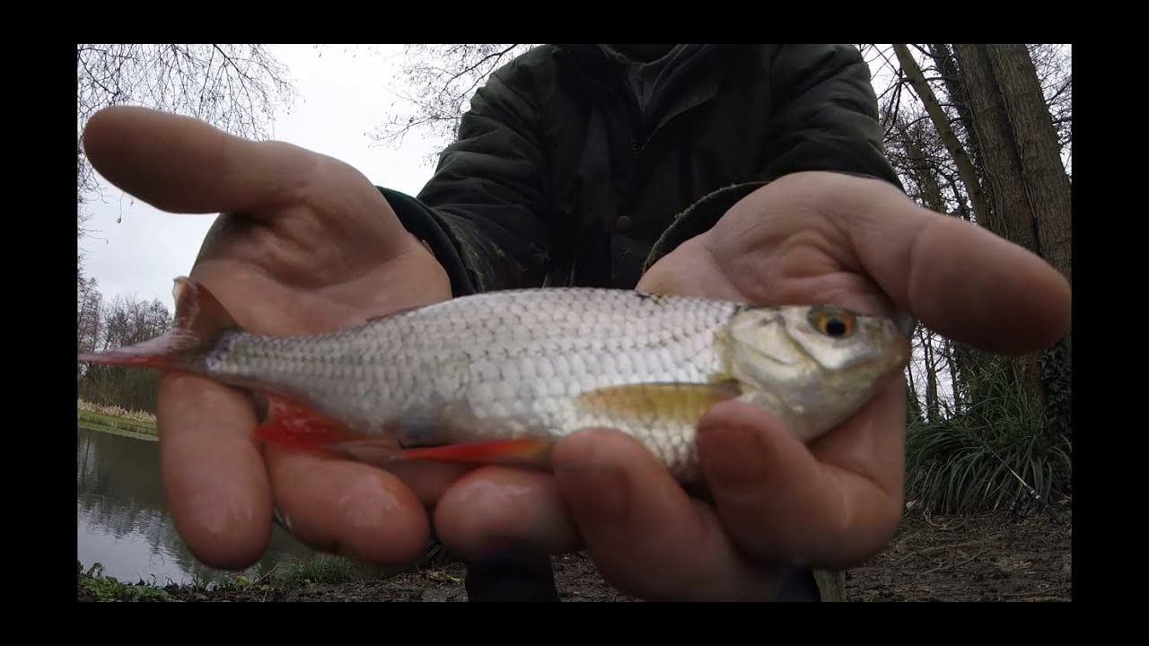 STAYING SANE IN THE RAIN: Back to basics, Roach and Rudd fishing - YouTube