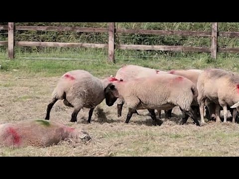 Sheep Head Butting Another Sheep in a Fight in Slow Motion, County ...