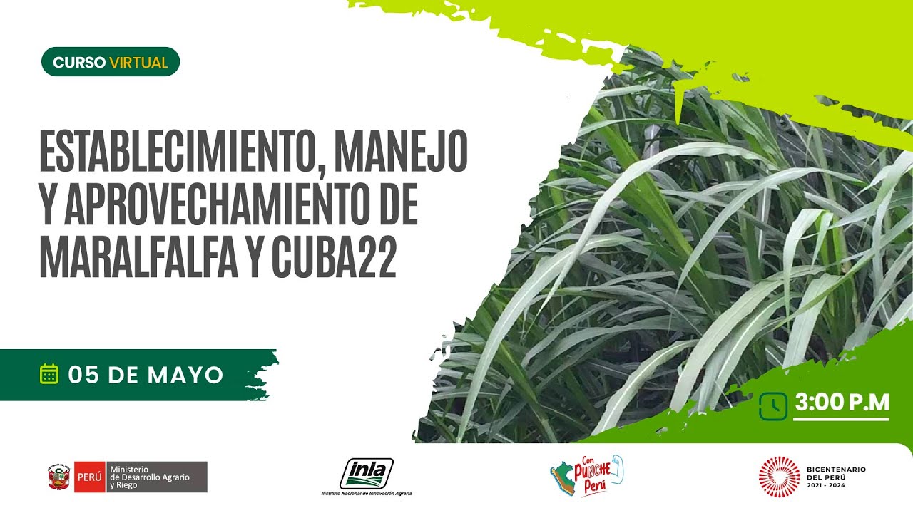 Establecimiento, manejo y aprovechamiento de Maralfalfa y Cuba22 - YouTube