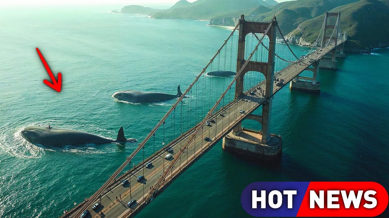 Unexpected Drone Footage Shows a Never-Before-Seen Sea Predator - YouTube