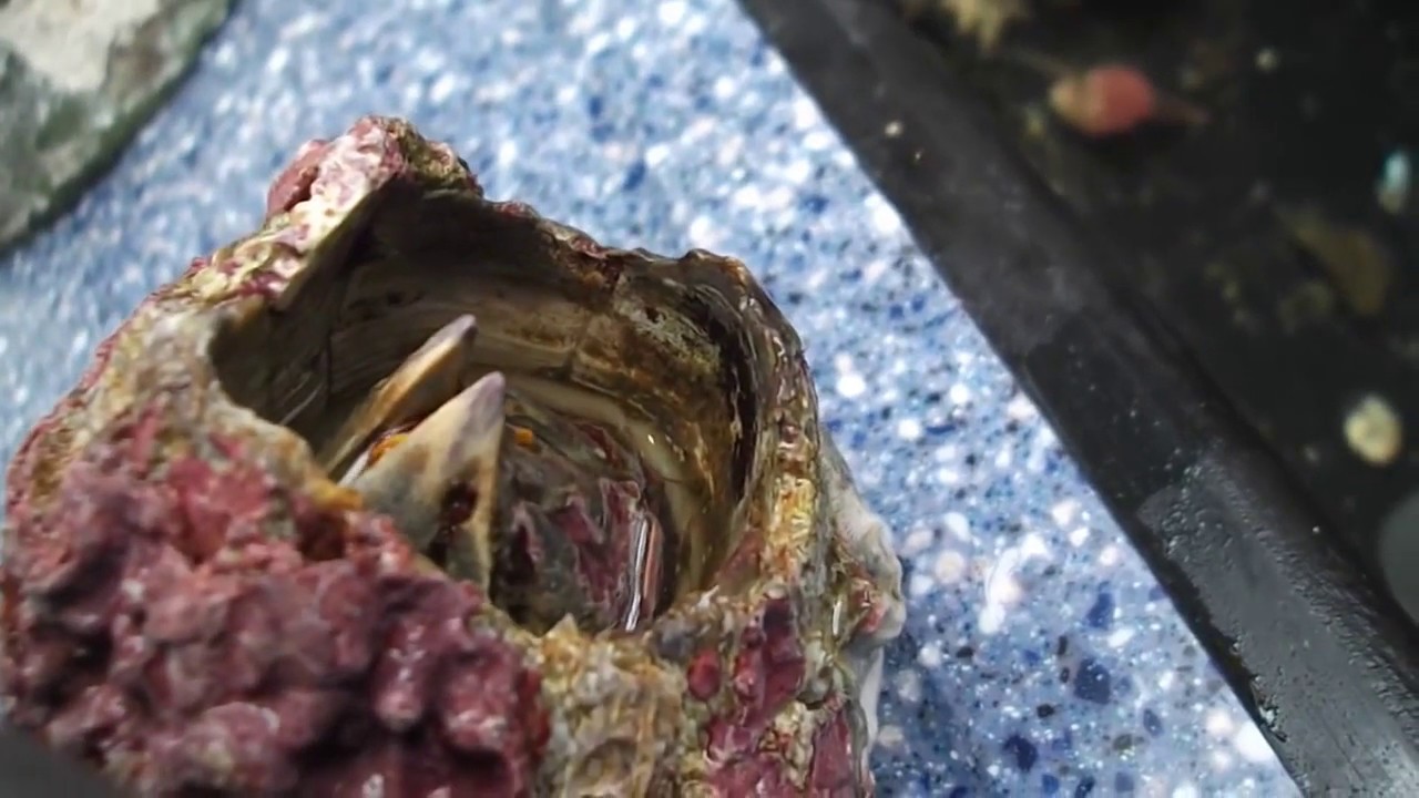 BIZARRE BARNACLES - Creepy as Hell! - YouTube