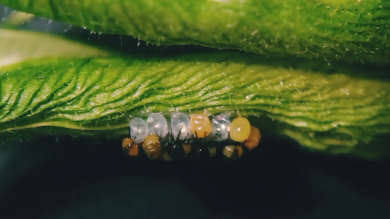 Ladybug hatching time-lapse - YouTube