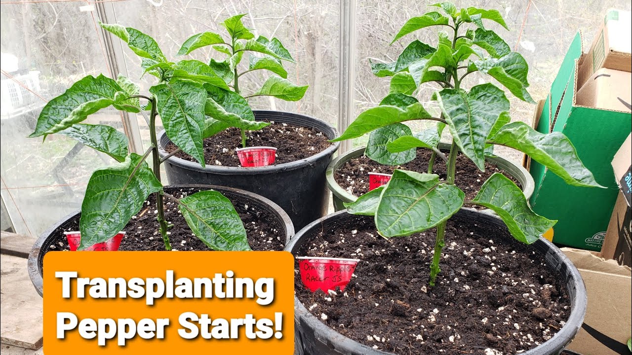 How To Transplant Pepper Seedlings / Starts Into Pots & Adding ...
