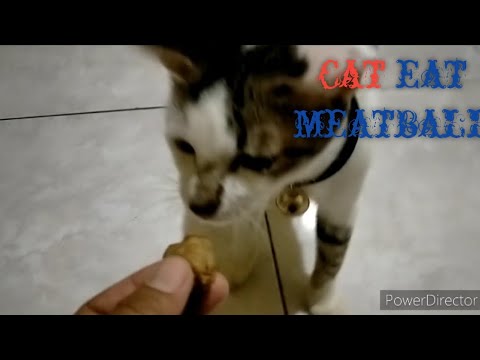the cat eats meatballs with great pleasure..she enjoys it with gusto 😄 ...