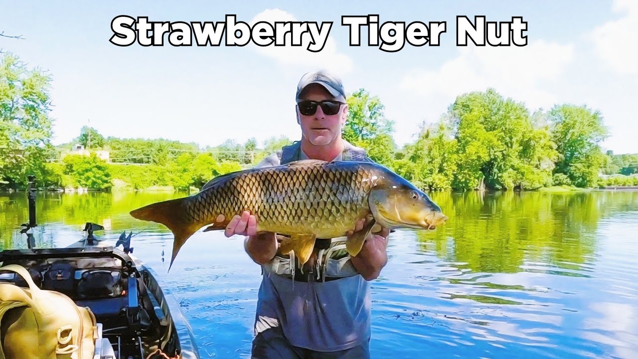 Kayak River Carp Fishing With Strawberry Tiger Nuts - YouTube