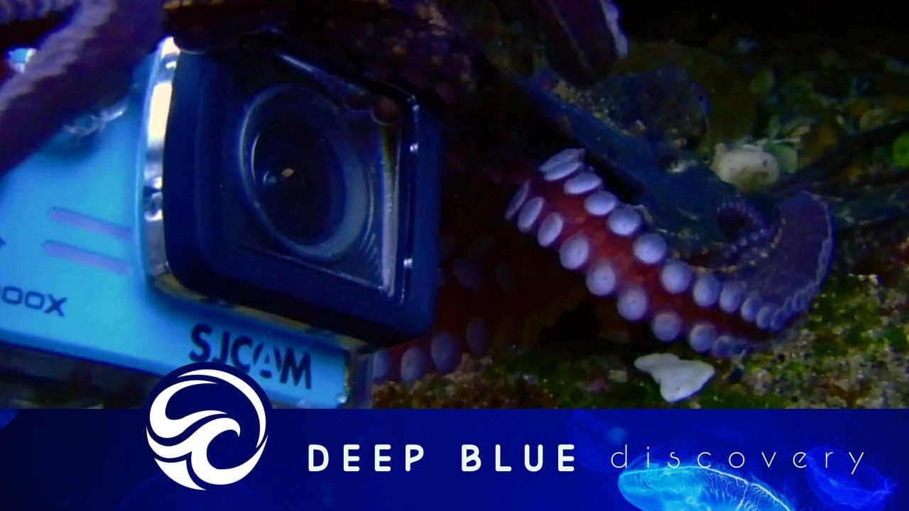 Funny moment octopus tries to steal diver's GoPro camera - YouTube