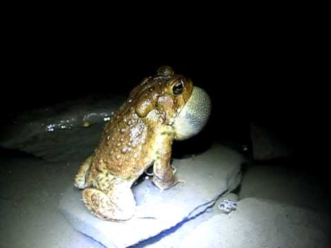 American Toad Calling 2 - YouTube