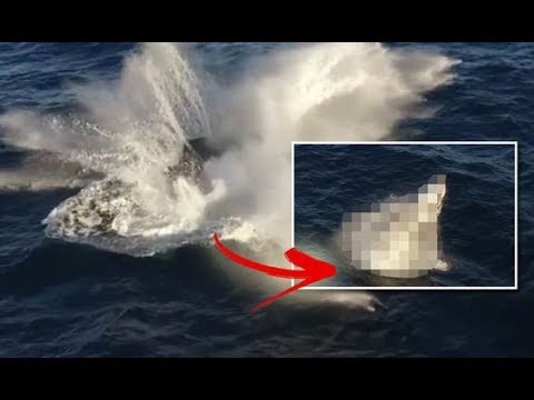 WATCH Drone captures footage of HUGE sea monster jumping out the ocean ...