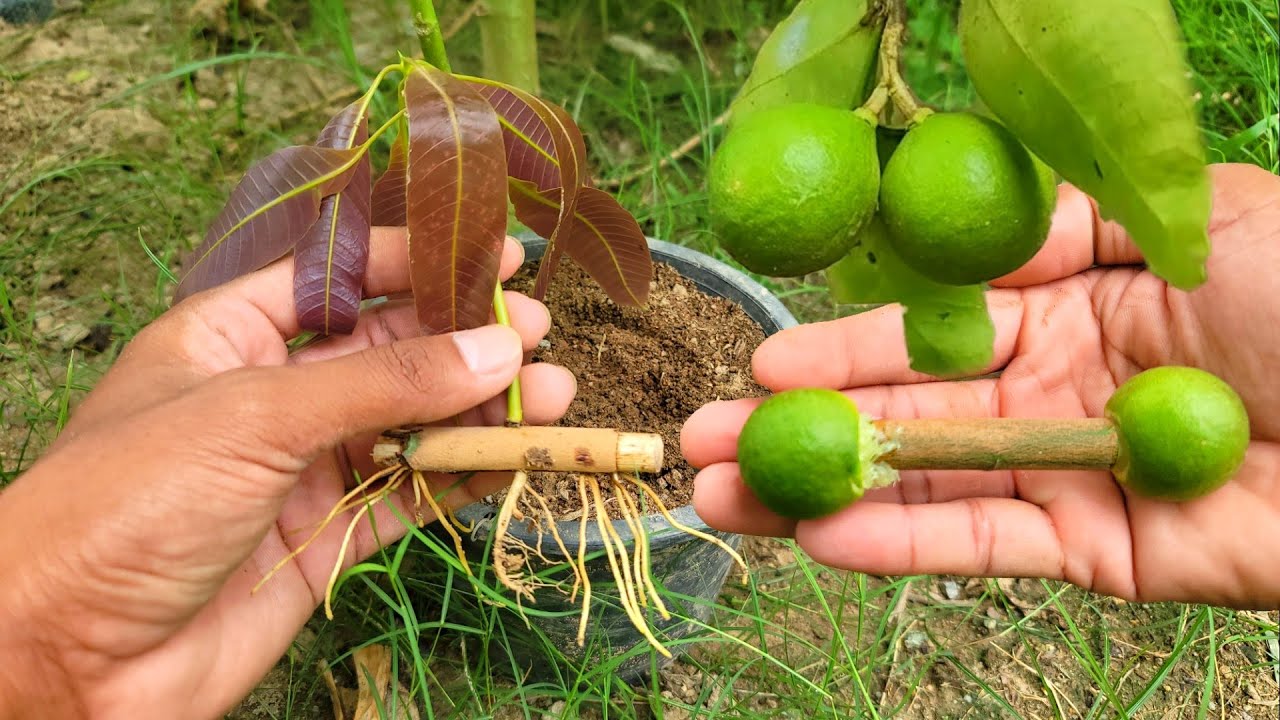 Cool Method How Propagation Mango Tree From Cutting I Quick Budding No ...