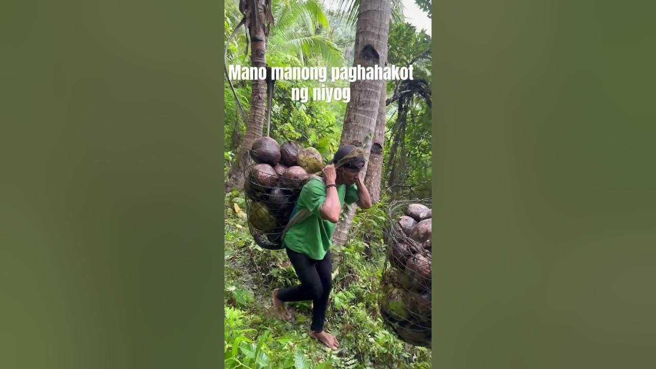 Mano manong paghahakot ng niyog #coconut #coconutfarmer # ...