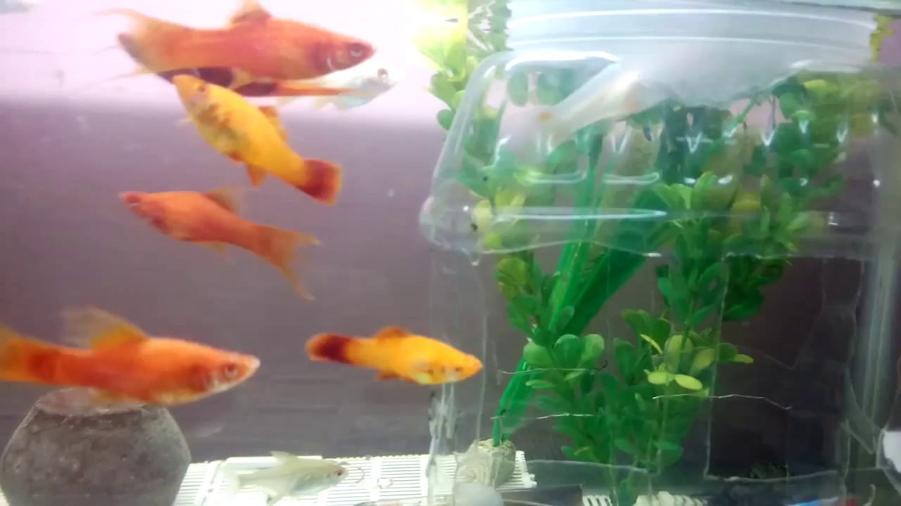Swordtail Fish Tank Mates - YouTube