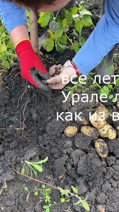 Картофель Терра от Садов России #садыроссии #картошка #картофель #сад ...