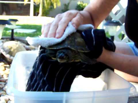 AQUATIC TURTLE APPLYING VITA SHELL - YouTube