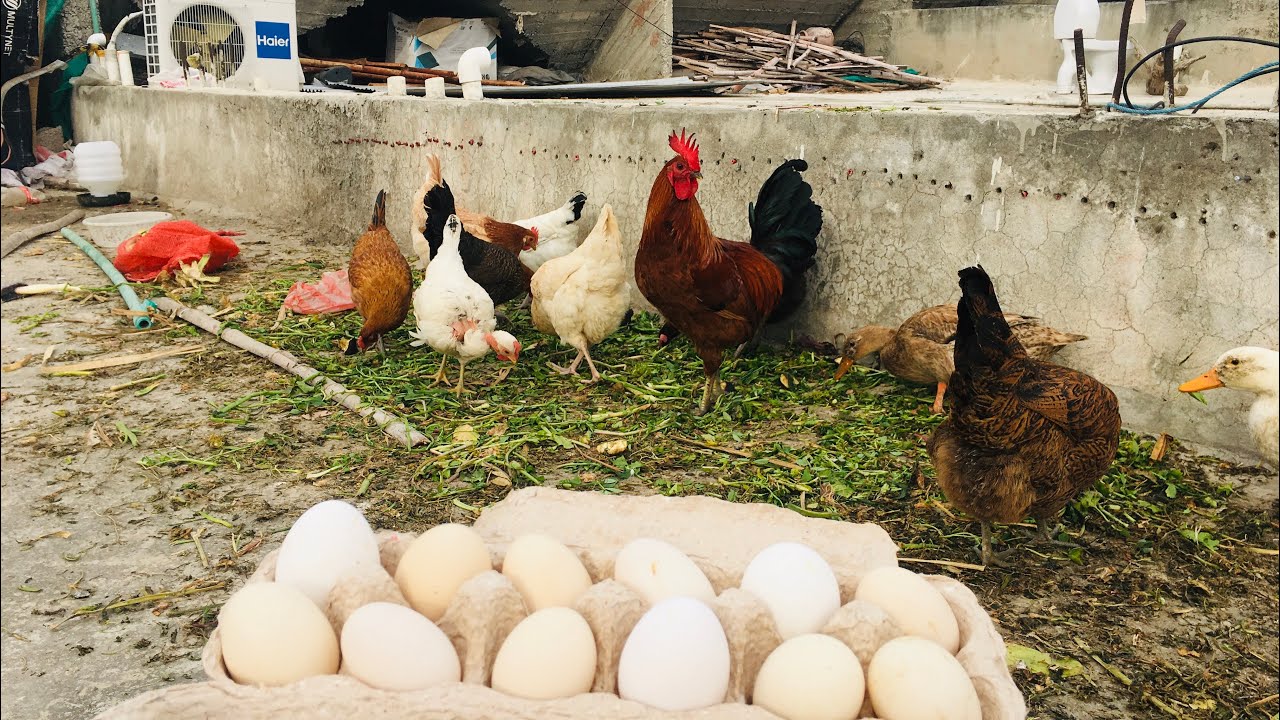 Ghar ke chat par 30 murghio ka free range murghi palan | ghar ke chat ...