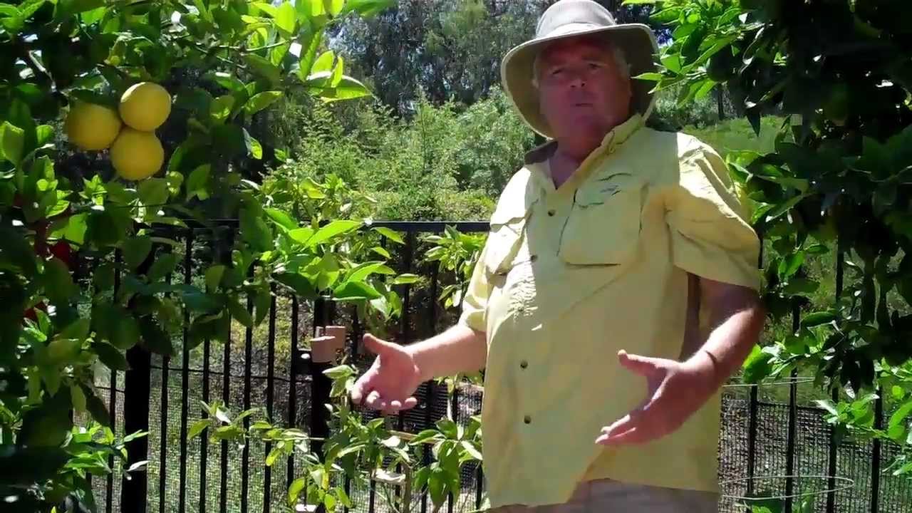 Train-A-Tree - Citrus More Training #2 - YouTube