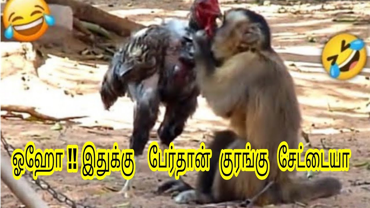 குரங்கு செய்யும் காமெடி சம்பவங்கள்/ Monkey Comedy Moments part 1 ...