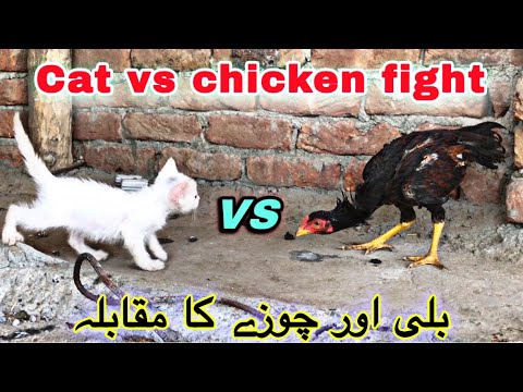 Cat vs chicken fight |kitten vs chick |funny kitten and chick - YouTube