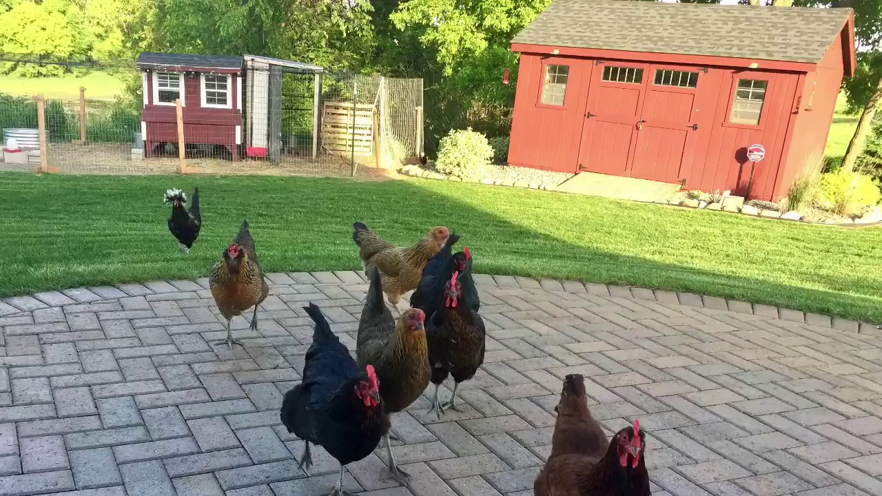 Backyard Chicken Area Modifications Part 2 - YouTube