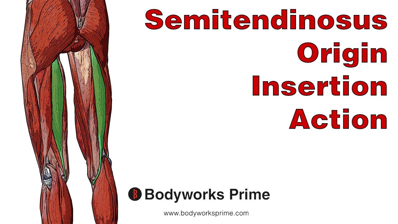 Semitendinosus Anatomy: Origin, Insertion & Action - YouTube