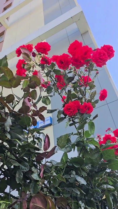 🌺🌺🌺 Алые розы‼️🌺🌺🌺 цветы красивыецветы розы сочицветы2024 Flowers