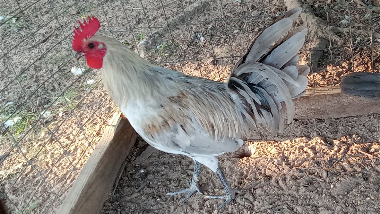 game foul chickens 903-380-0895 - YouTube