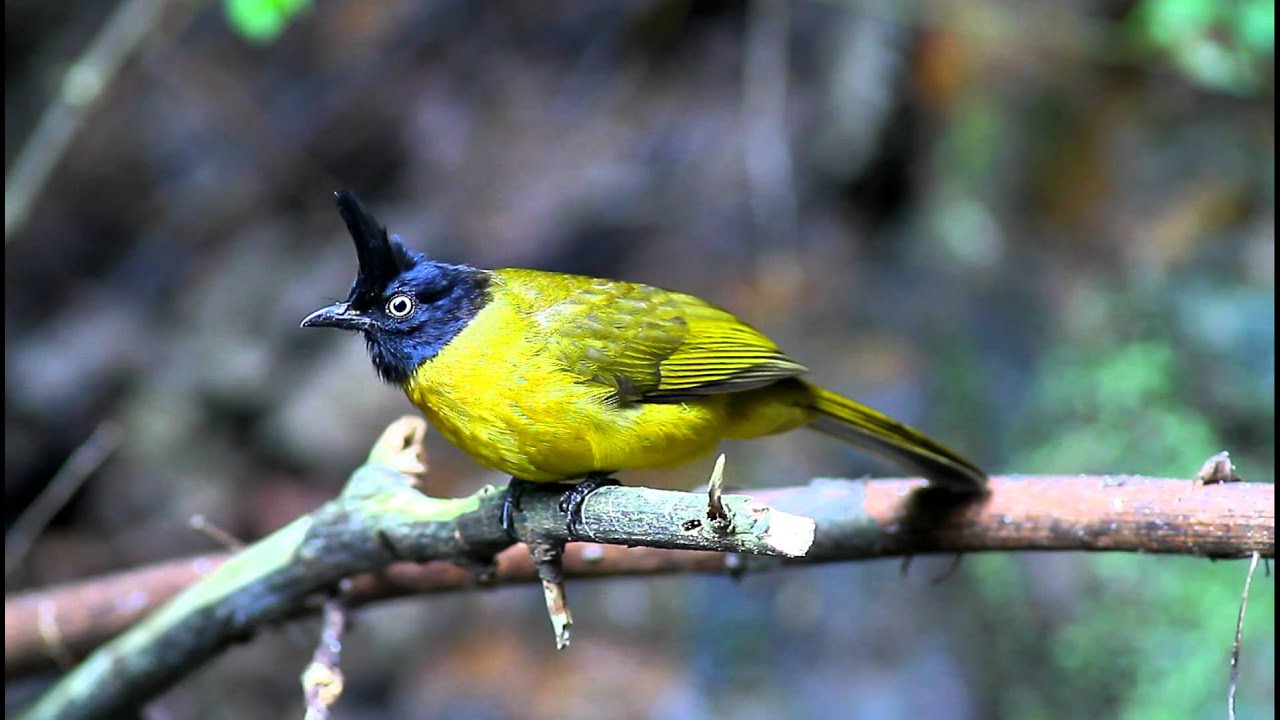 Black-crested Bulbul / นกปรอดเหลืองหัวจุก / Pycnonotus melanicterus ...