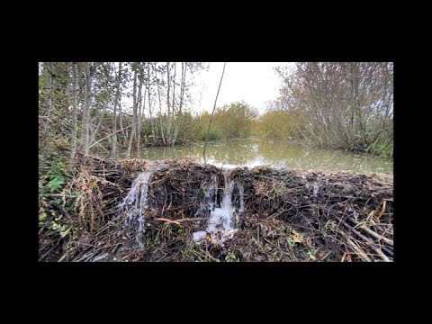 WIDE BEAVER DAM REMOVAL WITH A POTATO RAKE! - YouTube