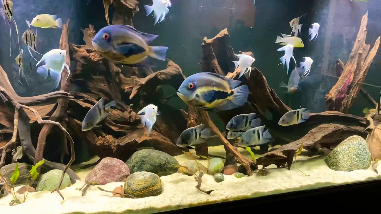 220 UARU aquarium 2/10/20 - YouTube