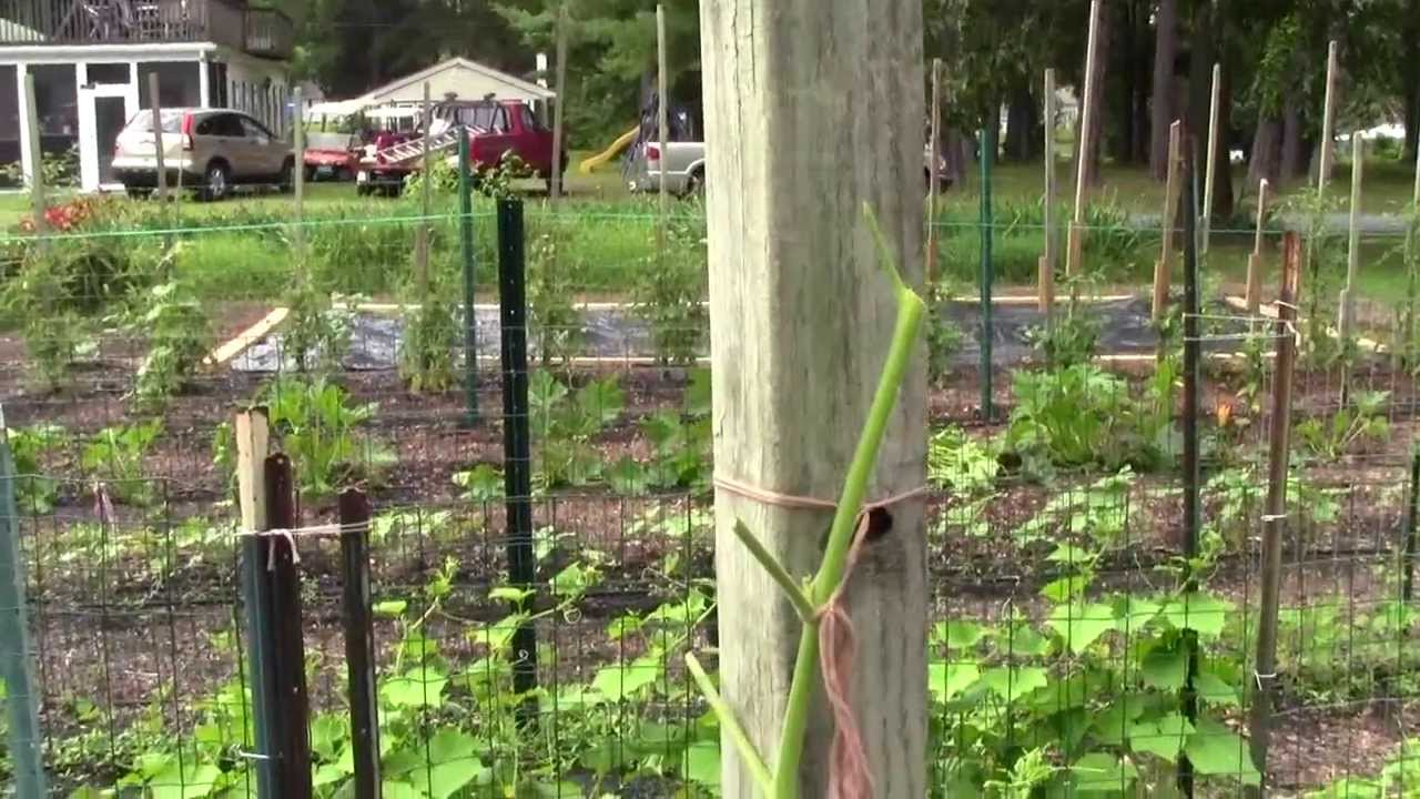 TOMATO PLANT DAMAGE FROM STARLINGS - YouTube