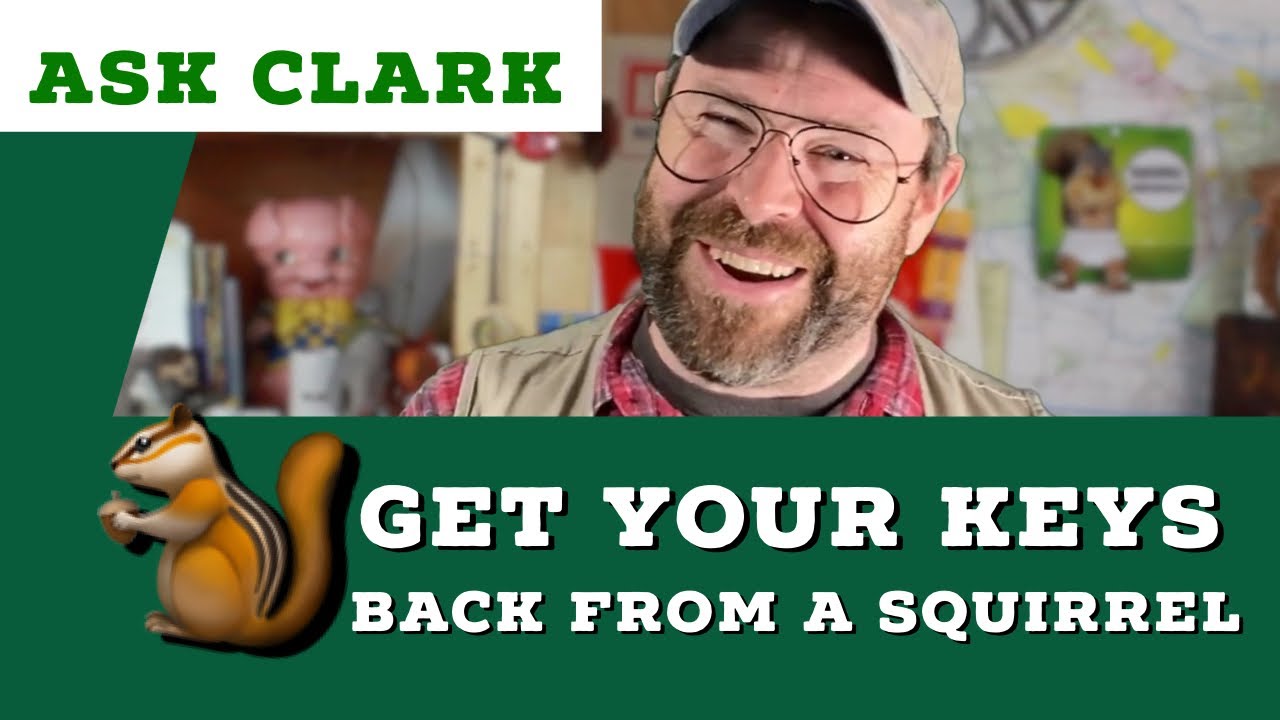How can I get my keys back from a squirrel? - YouTube