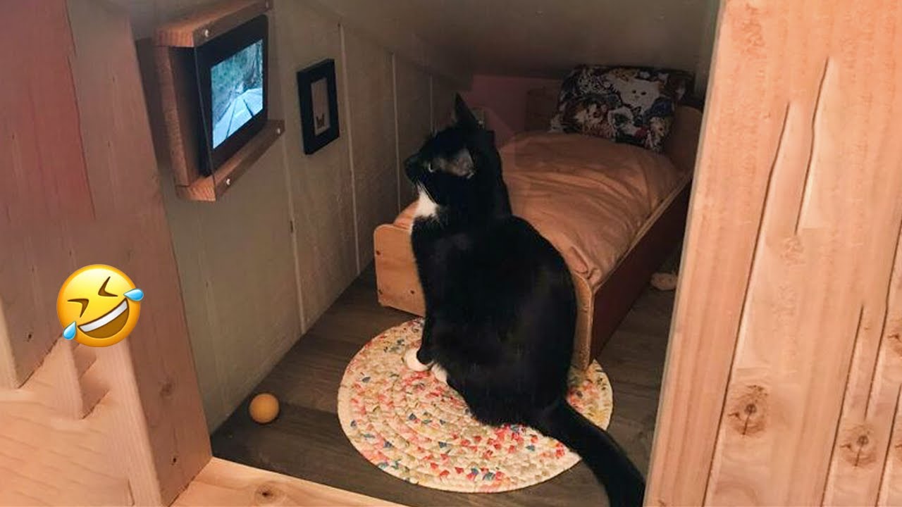 😂 LAUGH Non-Stop With These Funny Cats 😹 - Funniest Cats Expression ...