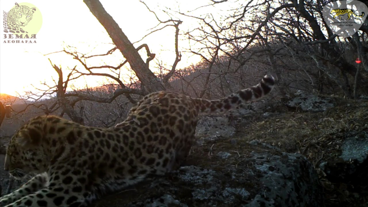 Леопард впервые «спел» на камеру заповедника \ Amur leopard song - YouTube