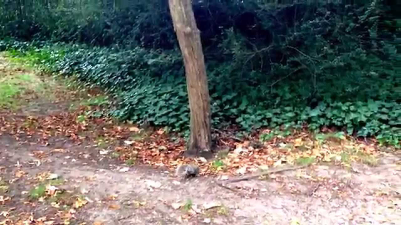 LONDON. Wimbledon, Cannizaro Park. Places to visit - Lugares para ...