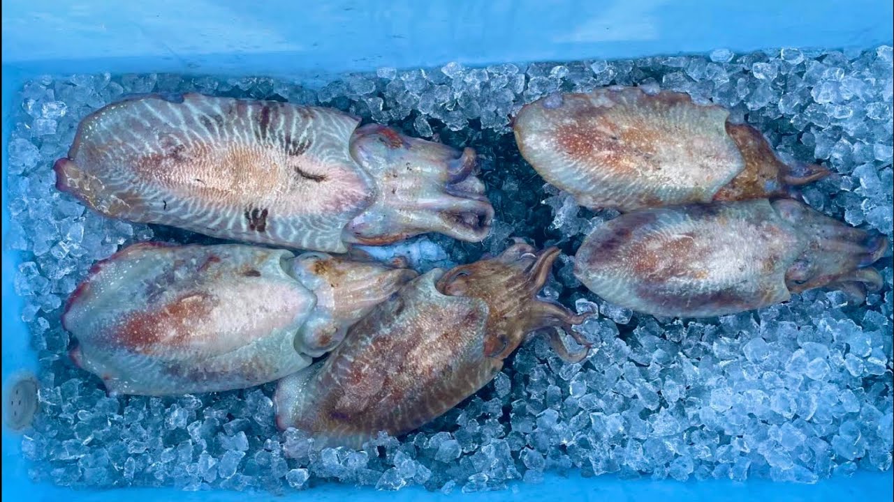 CUTTLEFISH INKED MY BOAT BLACK ! Boat Fishing For Anything! Catch ...