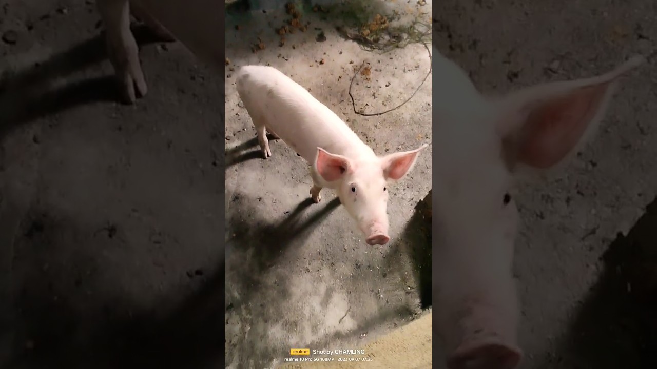 😁 सुँगुर 😁 #pig #pork #animals #pets - YouTube