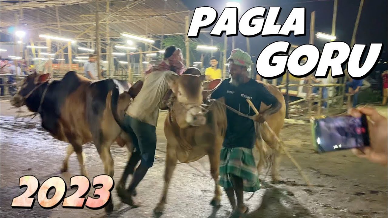 Pagla Gorur Paglami | Part lll | Postogola Shoshan Ghat Gorur Haat ...