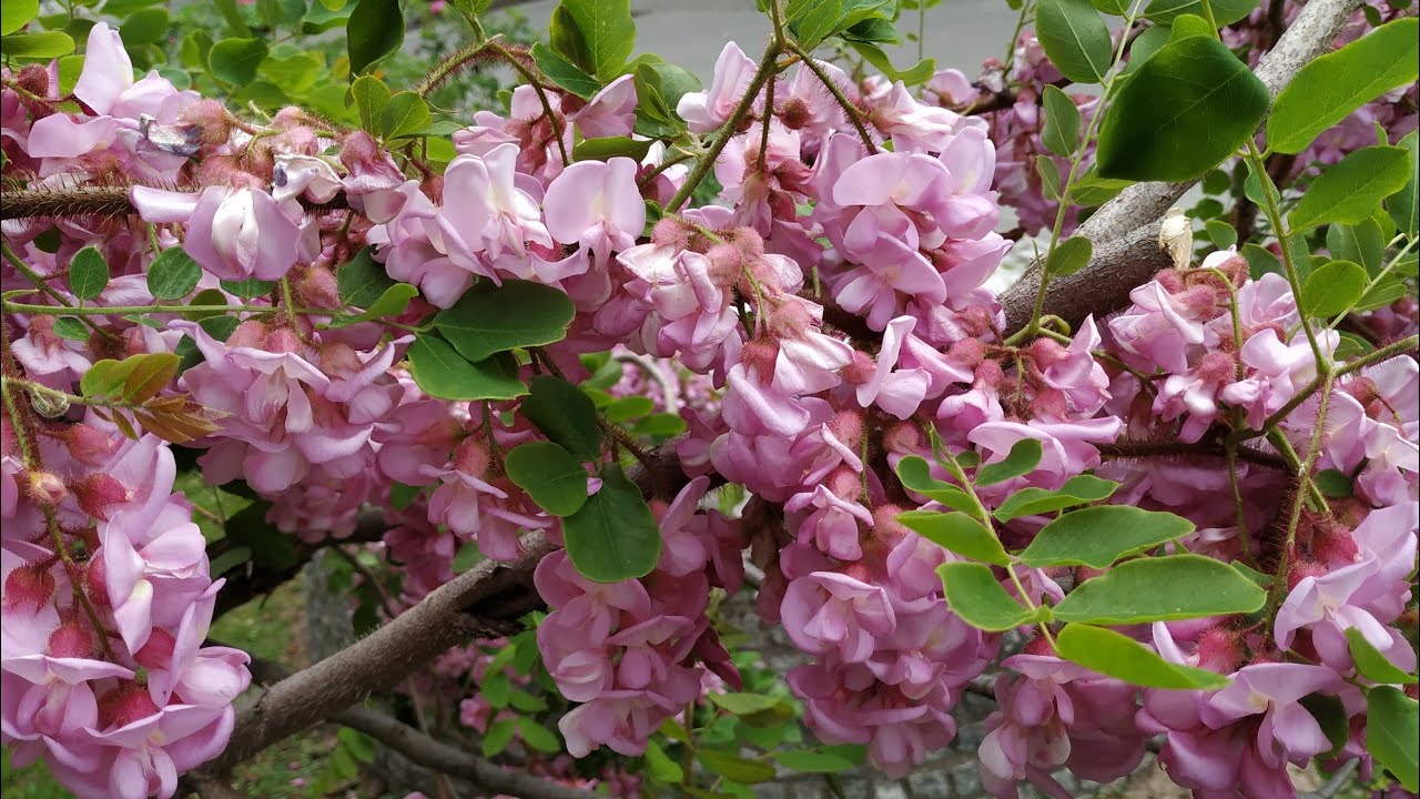 Tasty Pink Locust flowers (Robinia neomexicana) - YouTube