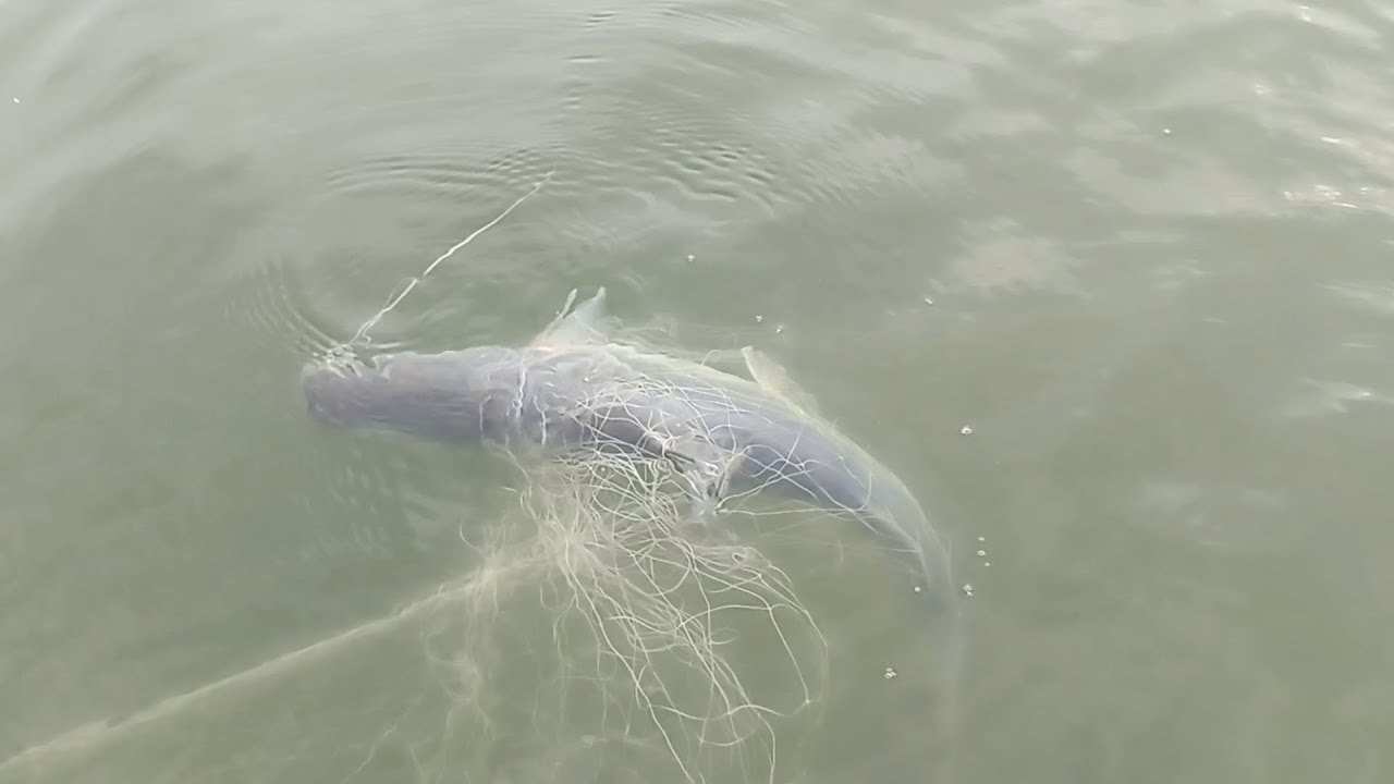 Shingada Fish Catch | Best Fish Catching |Amazing Fish Shingada Fish ...