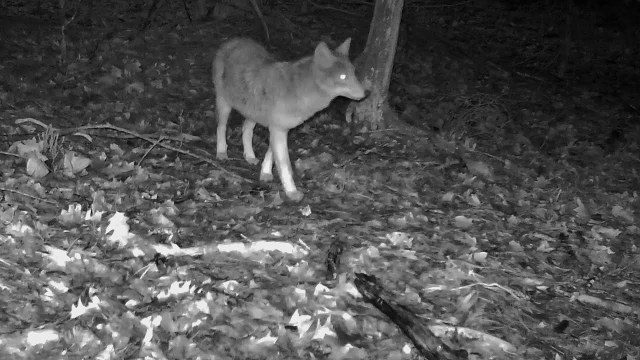 Mouse Meets Coyote - YouTube