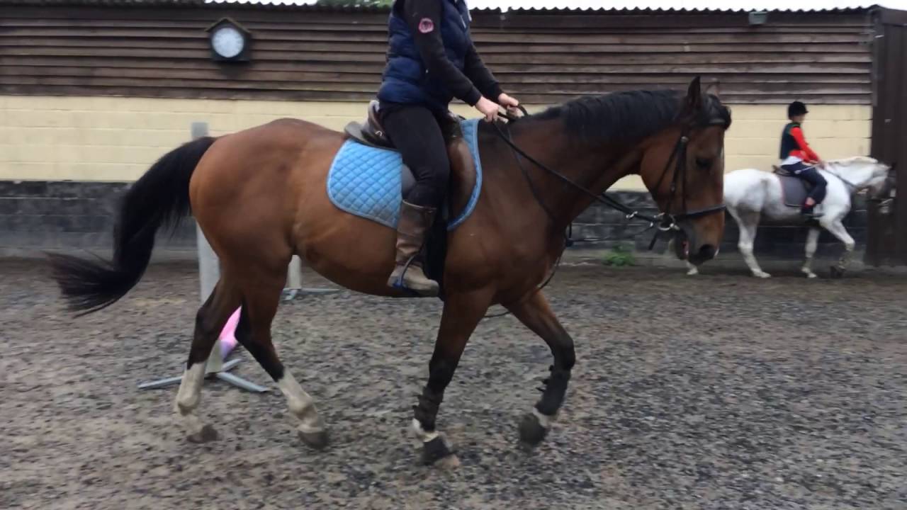 Horse riding at copdock riding centre on Bally he has something up his ...
