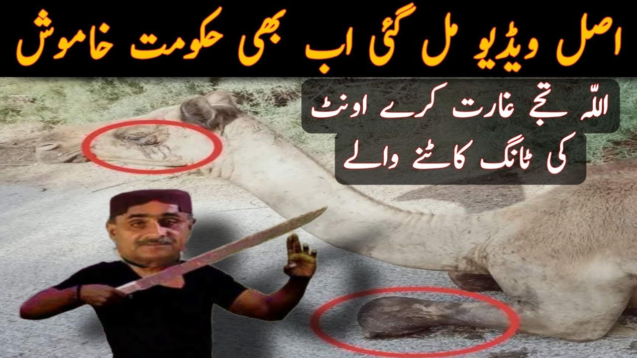 Camel,s Baby Leg Cutted By A Monster Man, Full Video With Appeal, Camel ...